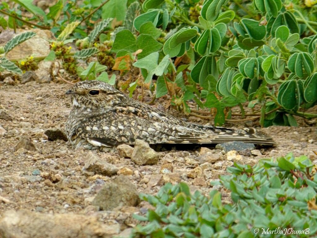 Lesser Nighthawk from P.º Portalegre, Portalegre Premium, 80050 ...