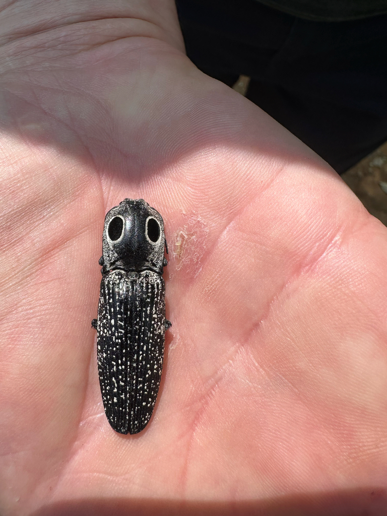 Eastern Eyed Click Beetle from Blount County, Great Smoky Mountains ...