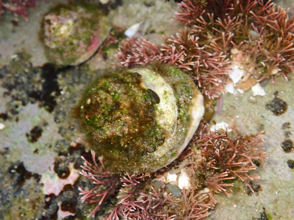 Common Tent Shell from Terrigal Point, Terrigal NSW 2260, Australia on ...