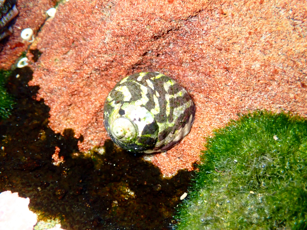 Zebra Top Snail from Terrigal Point, Terrigal NSW 2260, Australia on ...