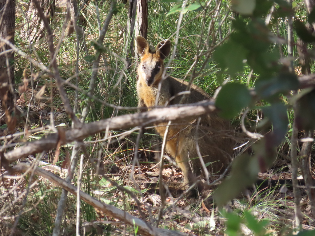 Swamp Wallaby from Moogerah Peaks National Park, Mount Edwards, QLD, AU ...