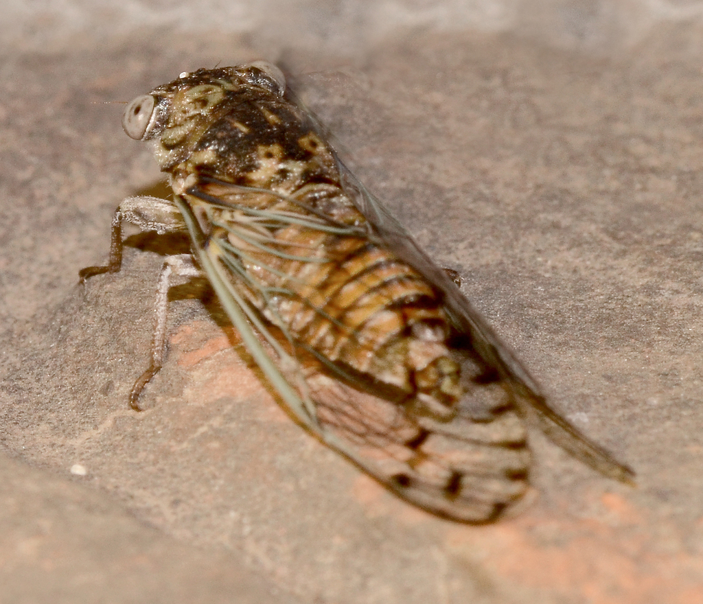 Little mesquite cicada from Pontotoc County, OK, USA on June 29, 2022 ...