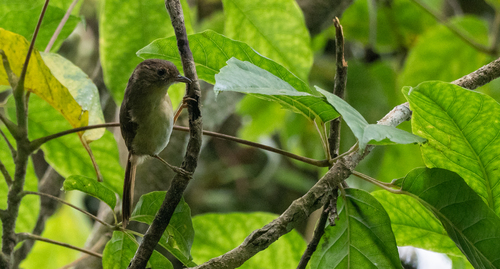 Fulveta de Java (Alcippe pyrrhoptera) · NaturaLista Colombia