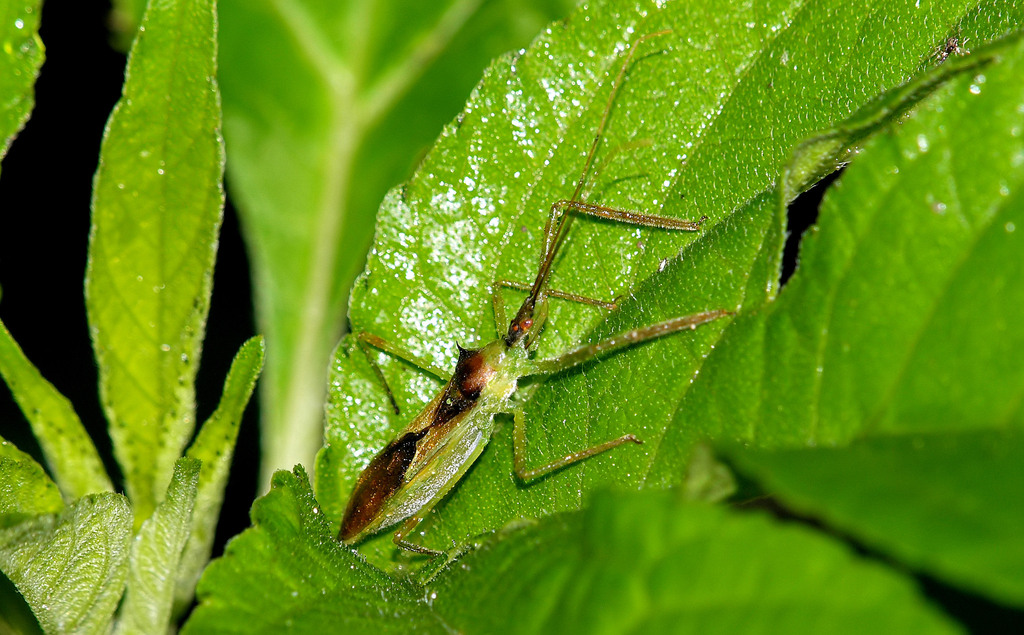 Pale Green Assassin Bug from One Eleven Ranch Park 2121 E Brand Rd ...