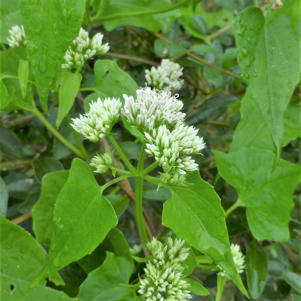 climbing hempvine (Arkansas, Saline) · iNaturalist
