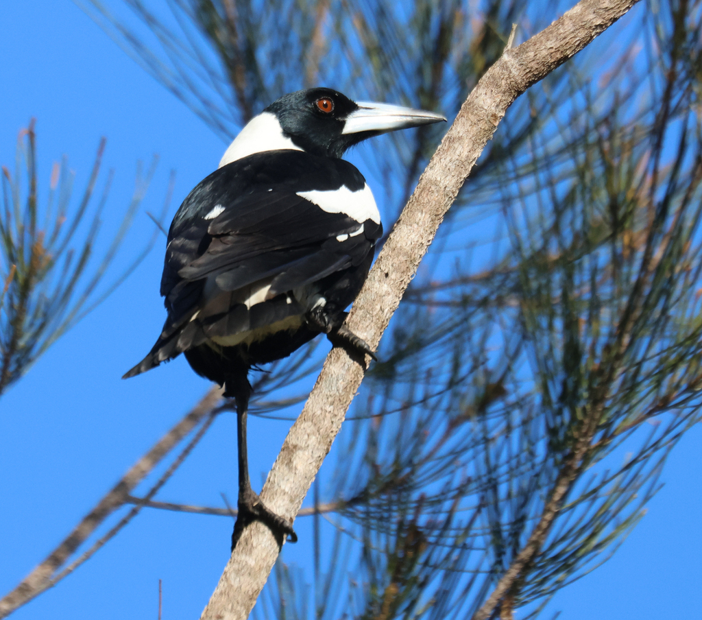 Australian Magpie from Archerfield Wetlands-1, Brisbane QLD, Australia ...