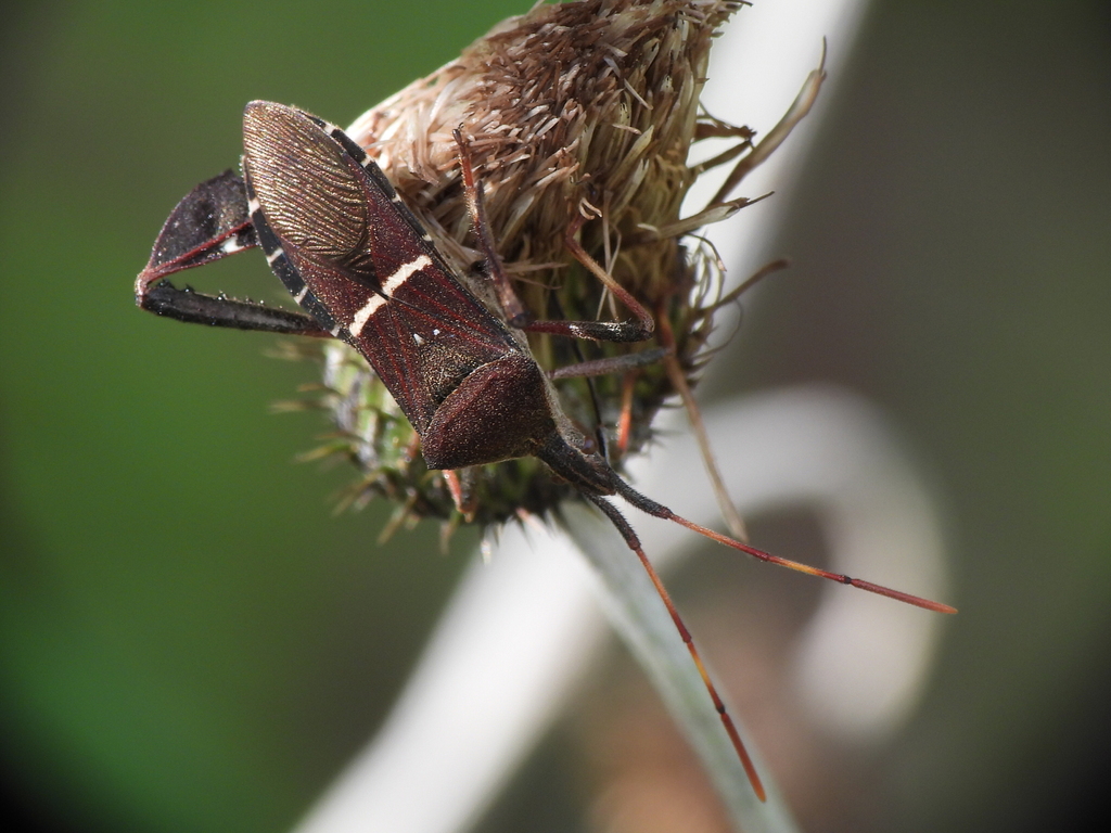 Eastern Leaf-footed Bug from Parker County, TX, USA on June 15, 2025 at ...
