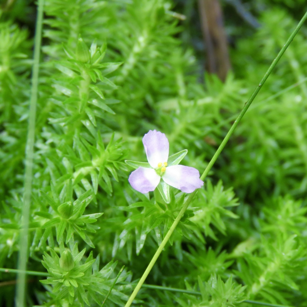 Stream Bogmoss from Boykin Springs, Jasper County, TX, USA on October 13, 2016 at 01:48 PM by ...