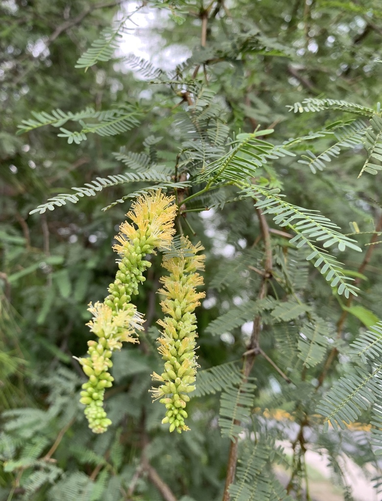 mesquites (Neltuma) - Botanical Realm