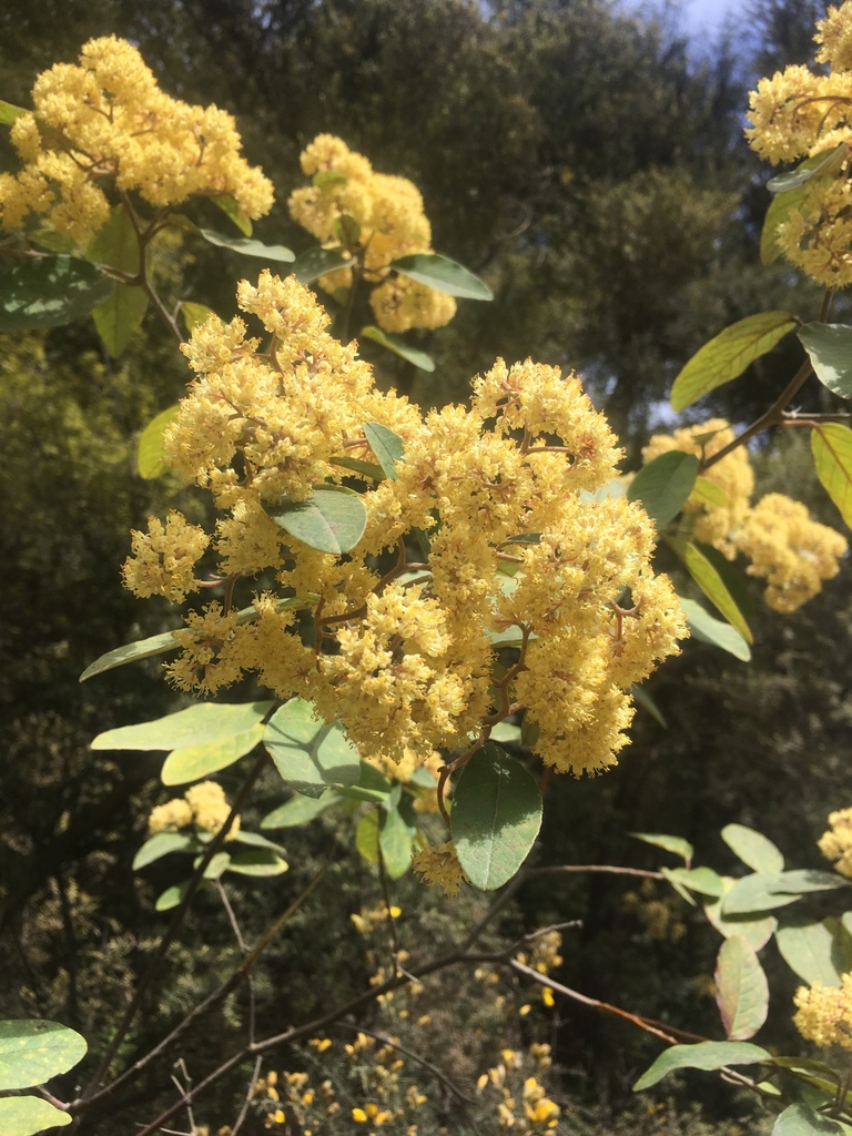 Kumarahou (Pomaderris kumeraho) - Botanical Realm