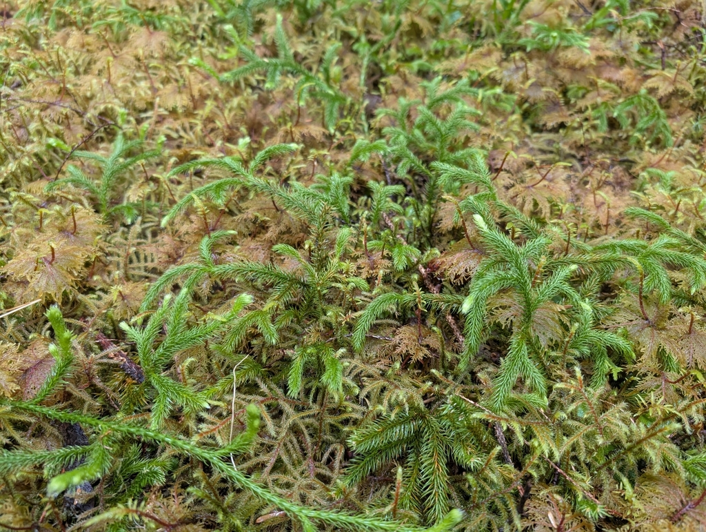 Plants from Sandspit, BC V0T 1T0, Canada on June 15, 2025 at 05:42 PM ...