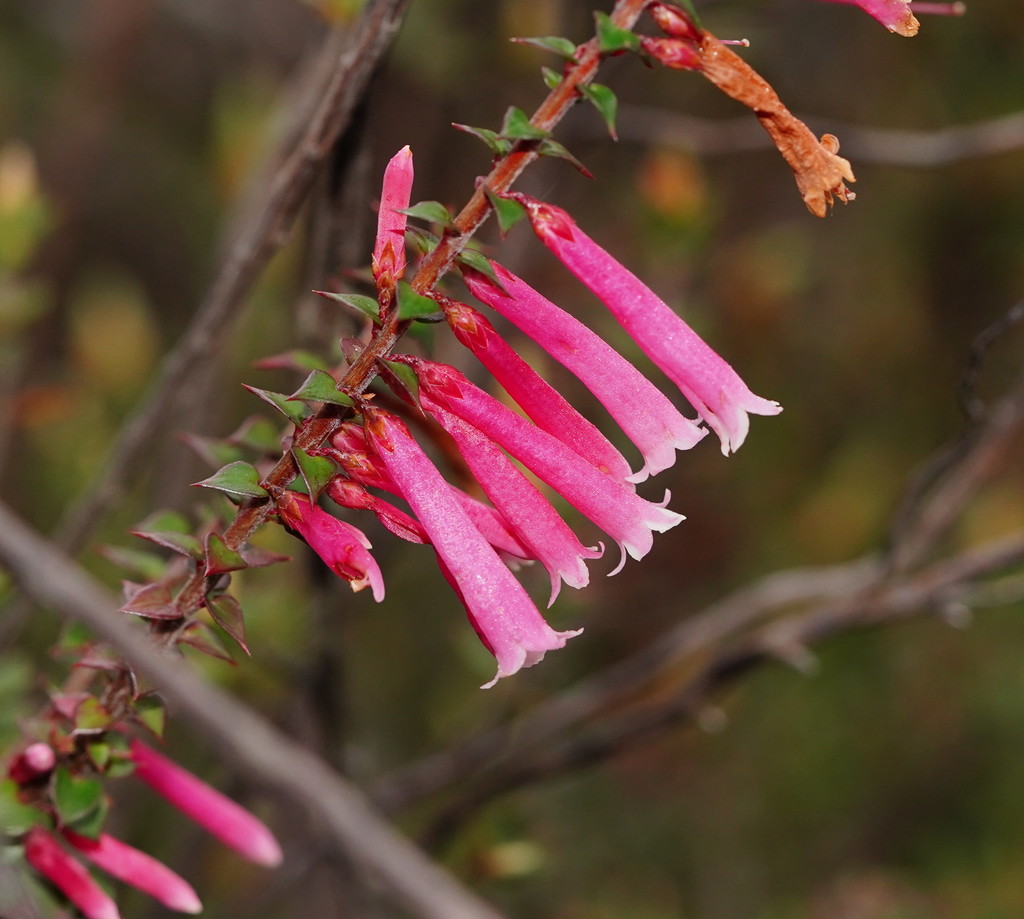 fuchsia heath from Newnes Plateau NSW 2790, Australia on September 21 ...