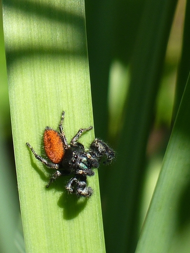 Jumping Spiders (Laurelwood / Sugarloaf Park Guide) · iNaturalist