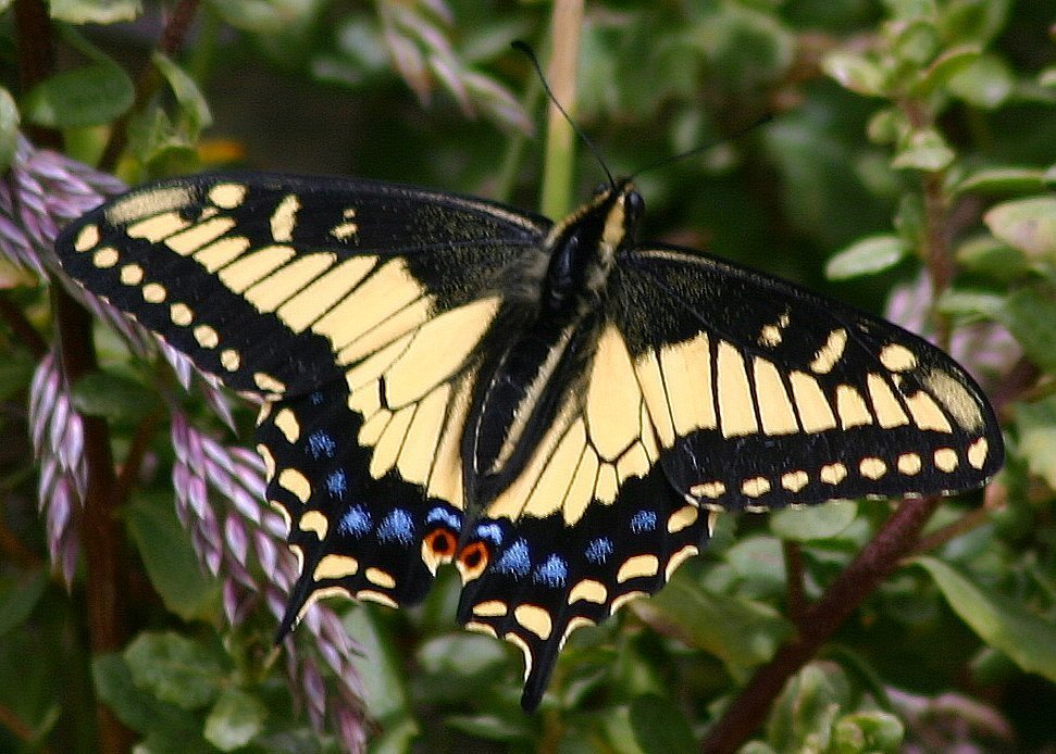 Anise Swallowtail (Laurelwood / Sugarloaf Park Guide) · iNaturalist