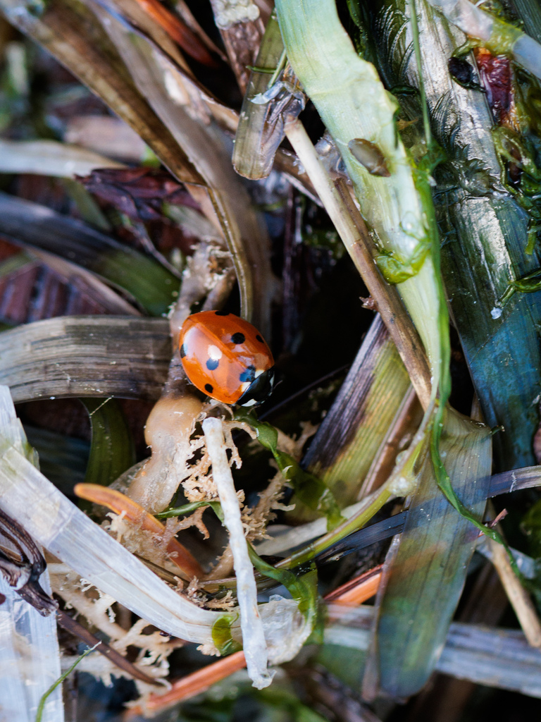 Seven-spotted Lady Beetle from Constellation Park, West Seattle on May ...