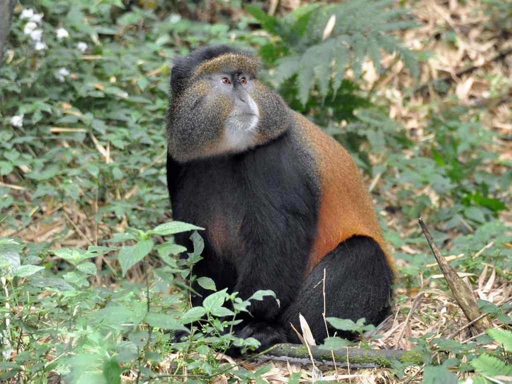 Golden Monkey (Cercopithecus mitis kandti) - Know Your Mammals