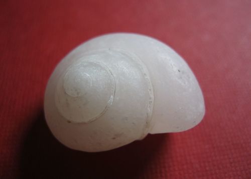 Genus Magilus · iNaturalist