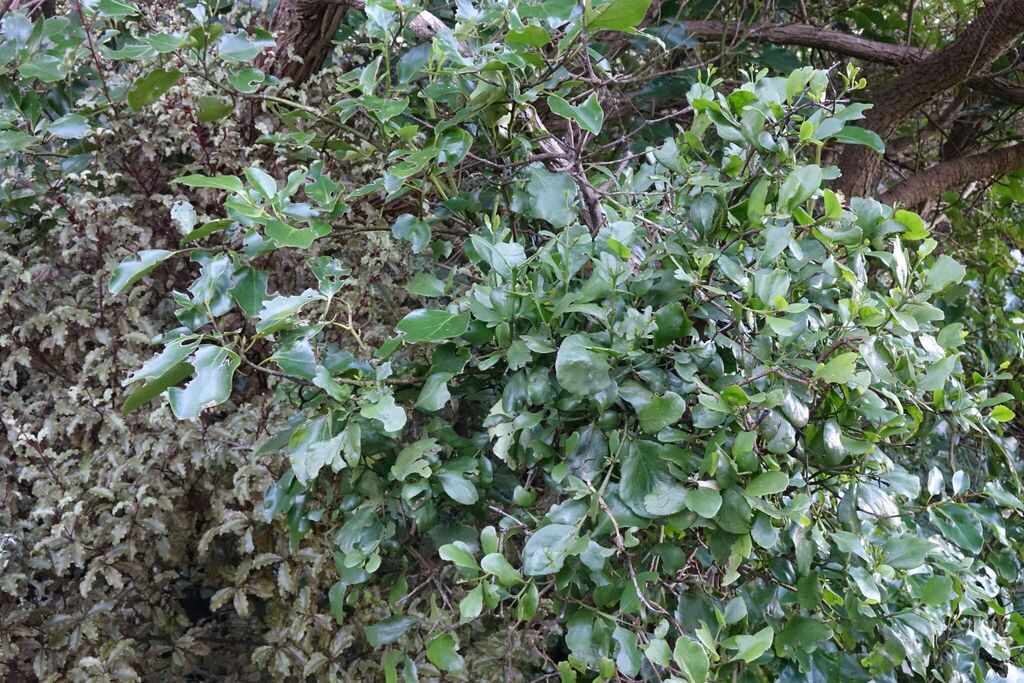 Green mistletoe from Harington Point 9077, New Zealand on June 16, 2025 ...