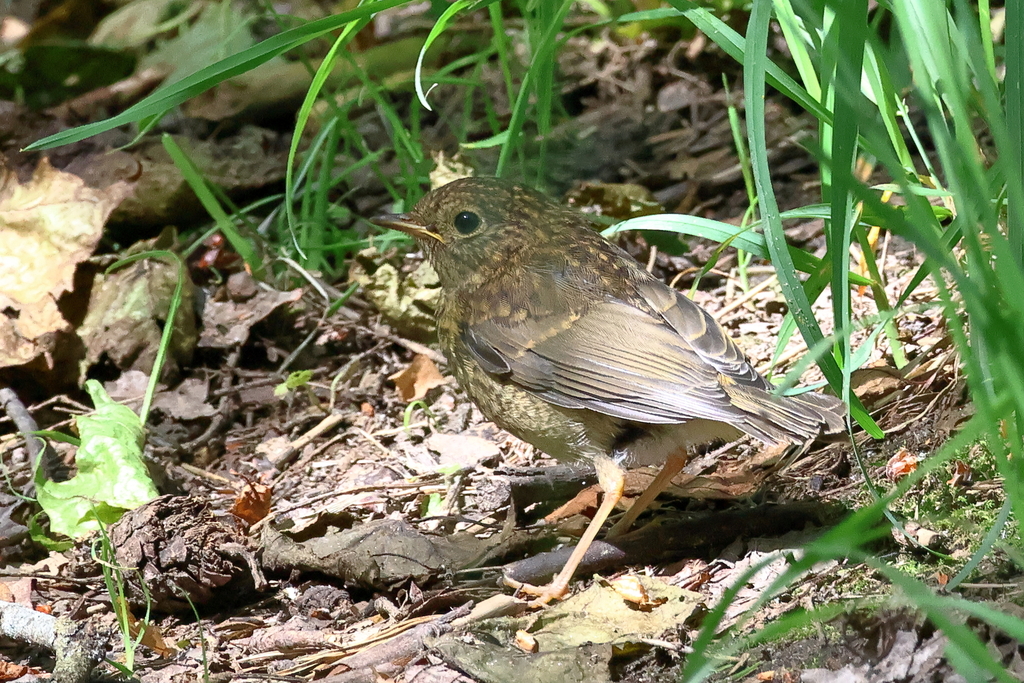 Thrushes from Ruskeasuo, Helsinki, Suomi on June 15, 2025 at 03:38 PM ...