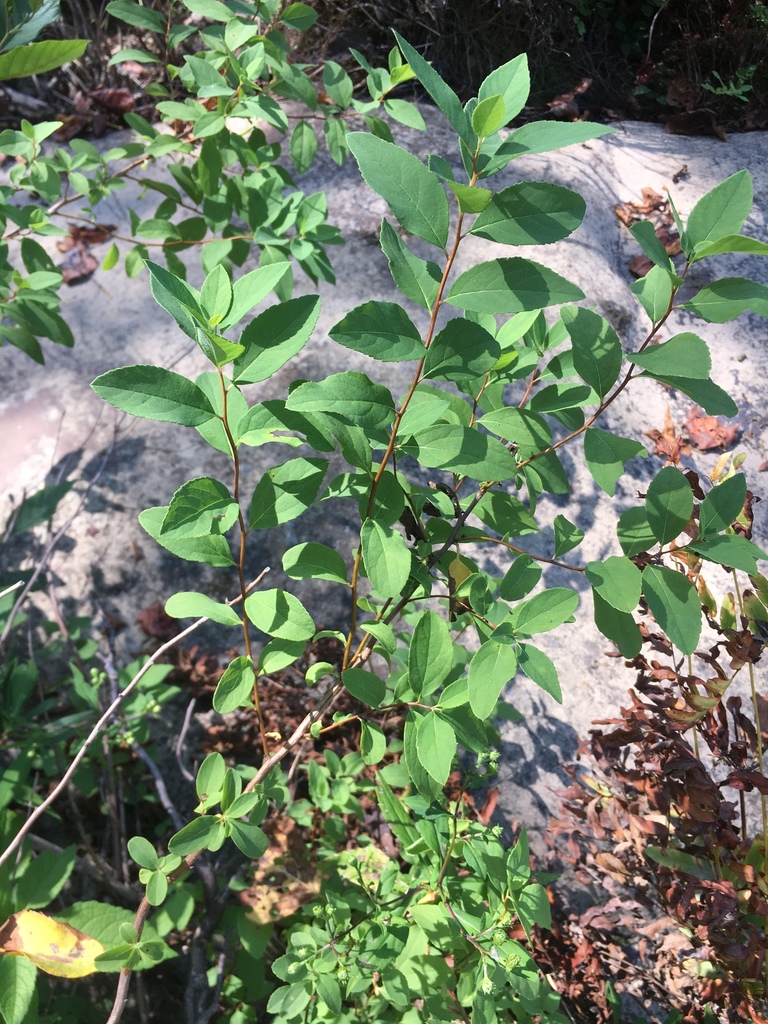 Virginia Meadowsweet in September 2019 by theo_witsell. High quality ...