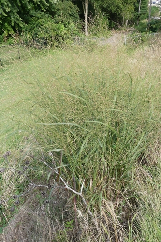 Switchgrass (Murfreesboro Indigenous Plant Project (MIPP) Guide ...