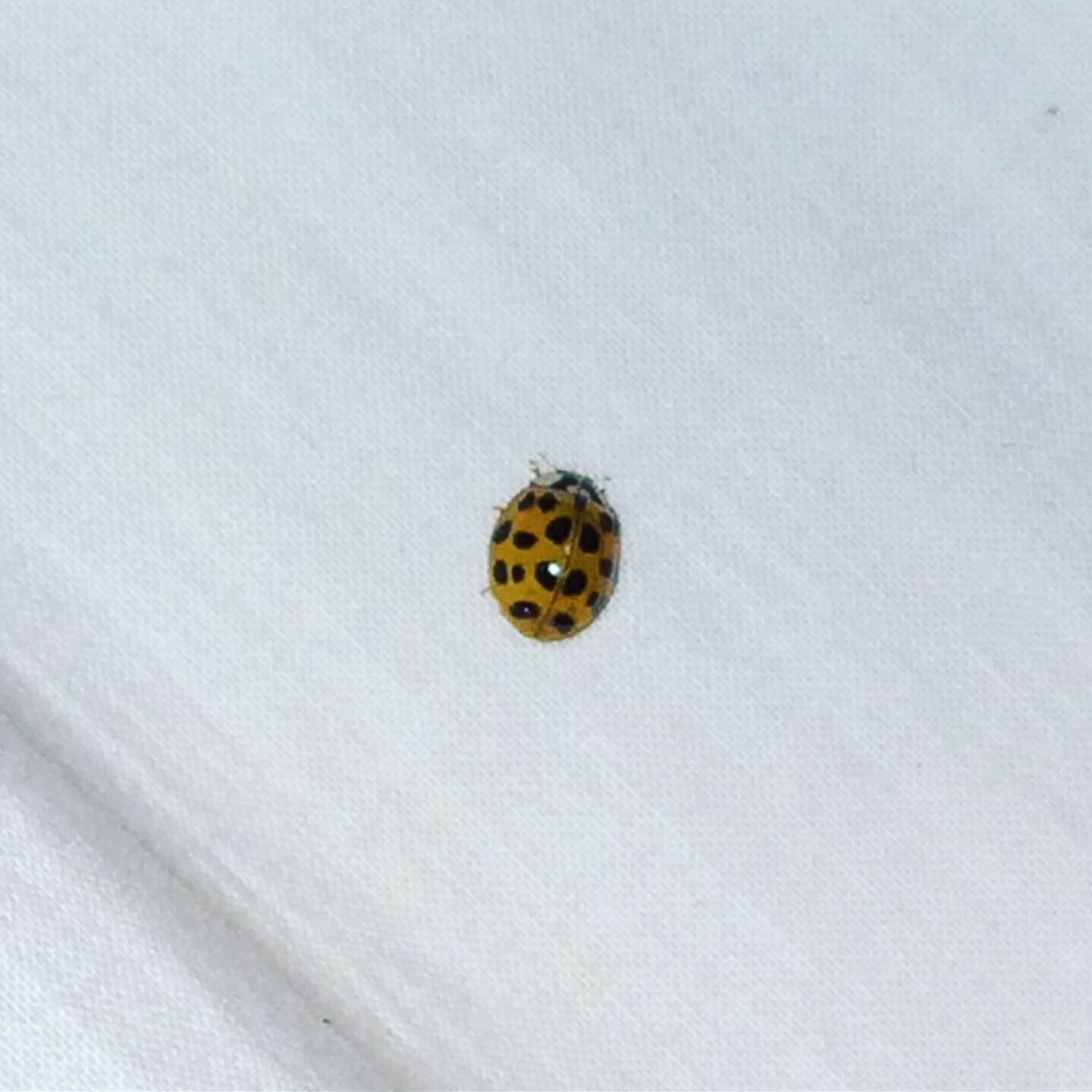 Asian Lady Beetle from Porter Pond Rd, Moosup, CT, US on September 22 ...