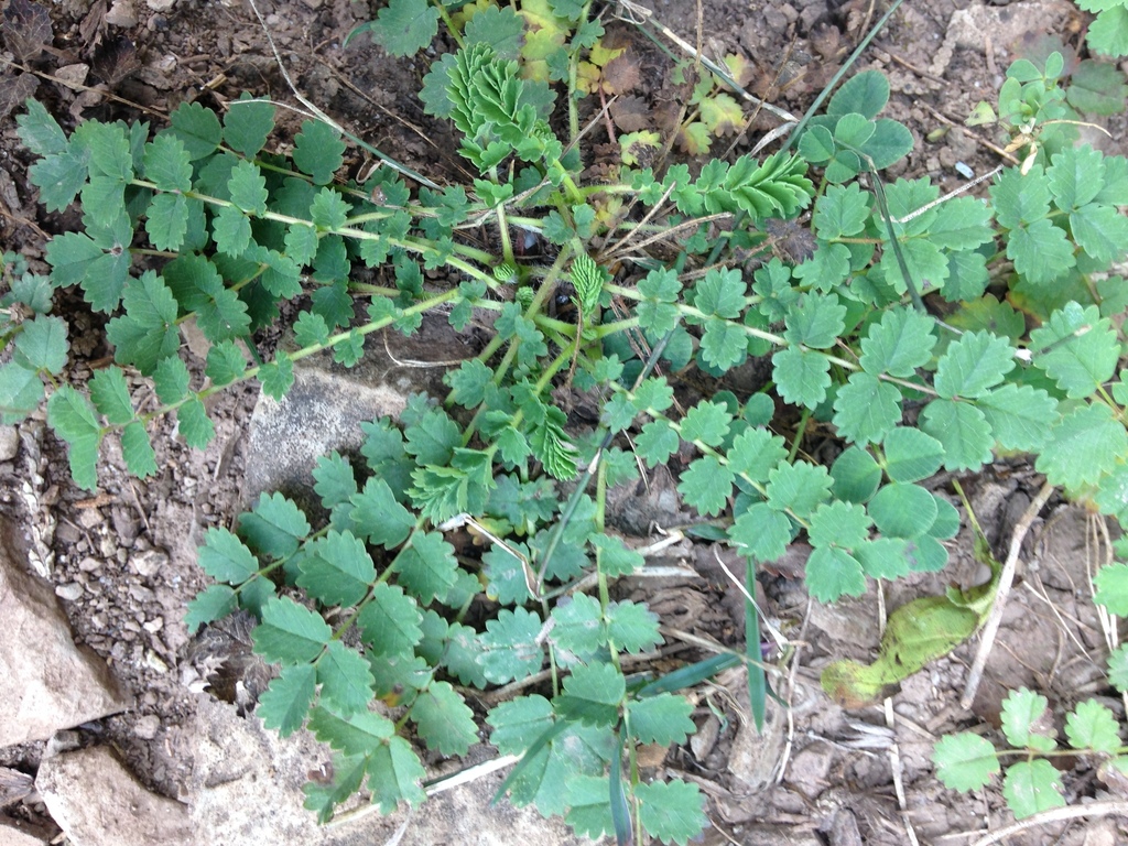 (Poterium) - Botanical Realm