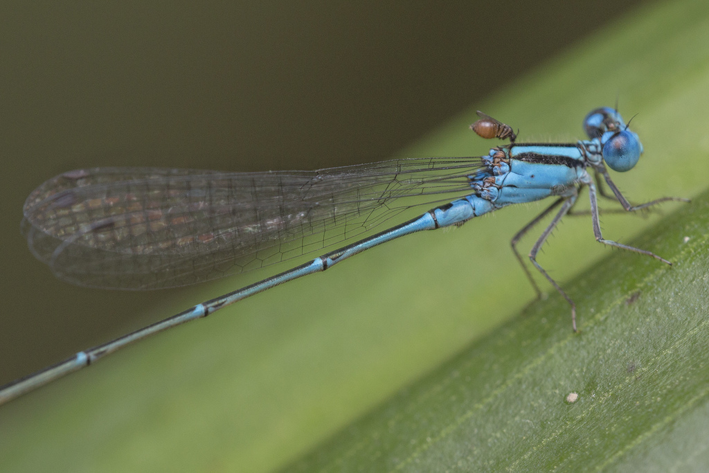 Forcipomyia from botanic gardens, singapore on October 14, 2016 at 02: ...