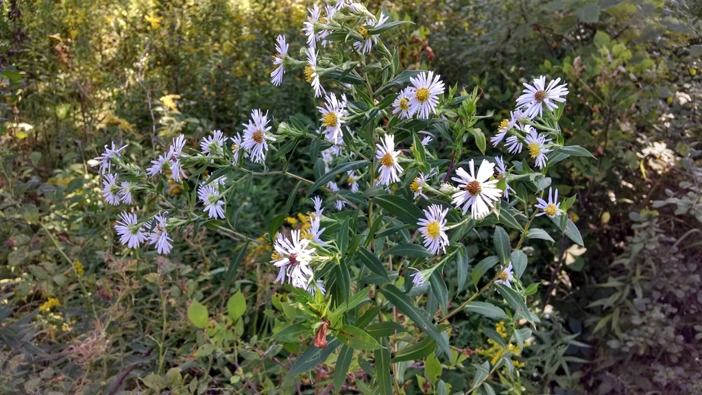 shining aster from Glenview, IL 60025, USA on September 14, 2019 at 02: ...