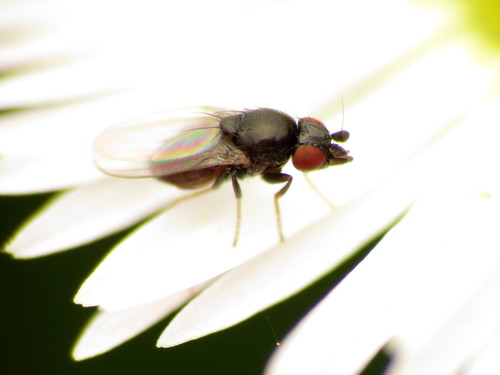 Genus Paramyia · iNaturalist