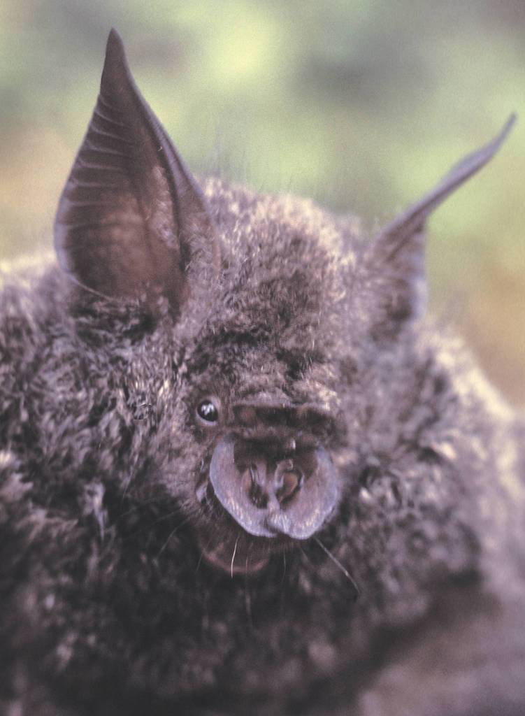 Cyclops roundleaf bat (Doryrhina cyclops) - Know Your Mammals