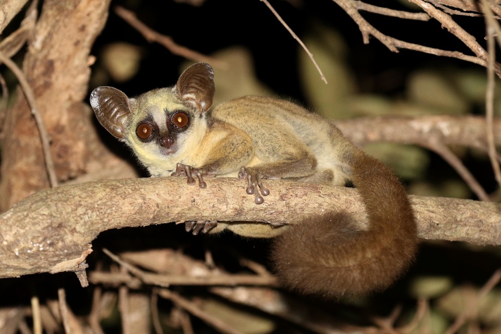Galagos (Galagidae) - Know Your Mammals