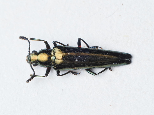 Tetraphala humeralis · iNaturalist