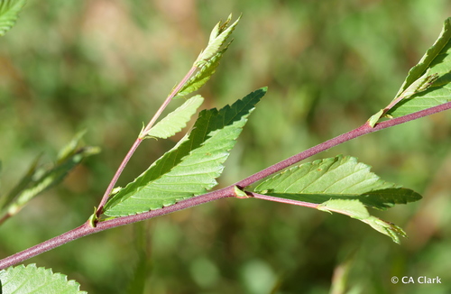Siberian elm (Hot Springs National Park) · iNaturalist