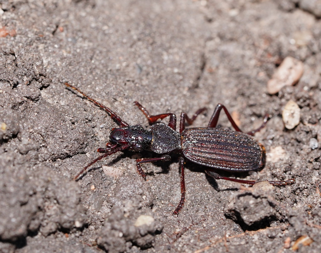Helluo costatus from Blue Mountains National Park NSW 2787, Australia ...