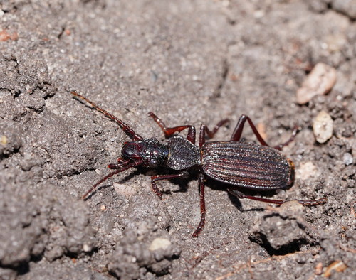 Helluo costatus · iNaturalist