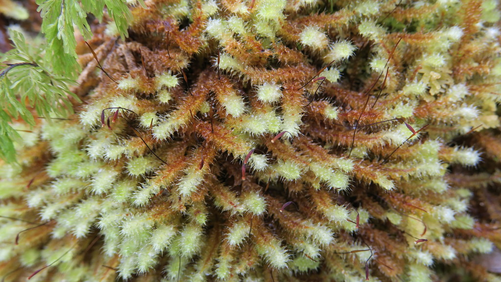pipe-cleaner moss from Pukeiti 4374, New Zealand on September 22, 2019 ...