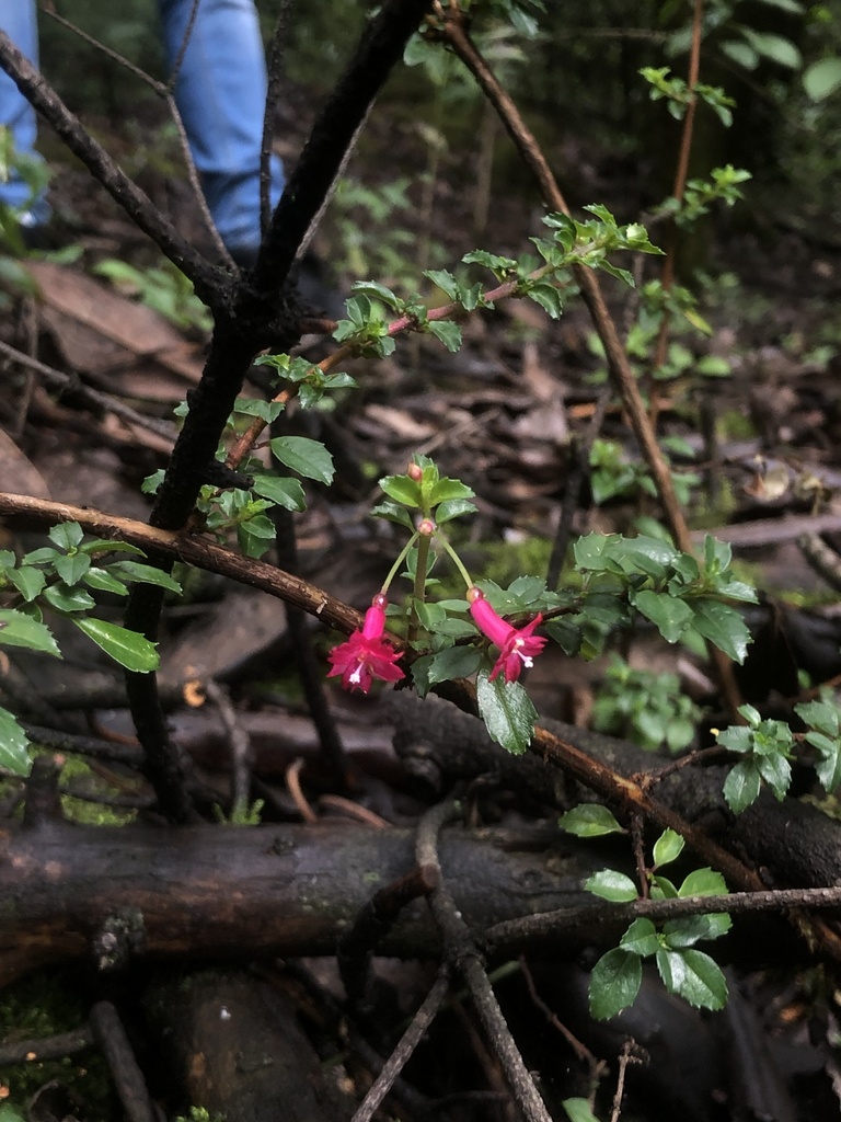 Small leaf fuchsia from Cd. de México, México on June 15, 2025 at 01:48 ...