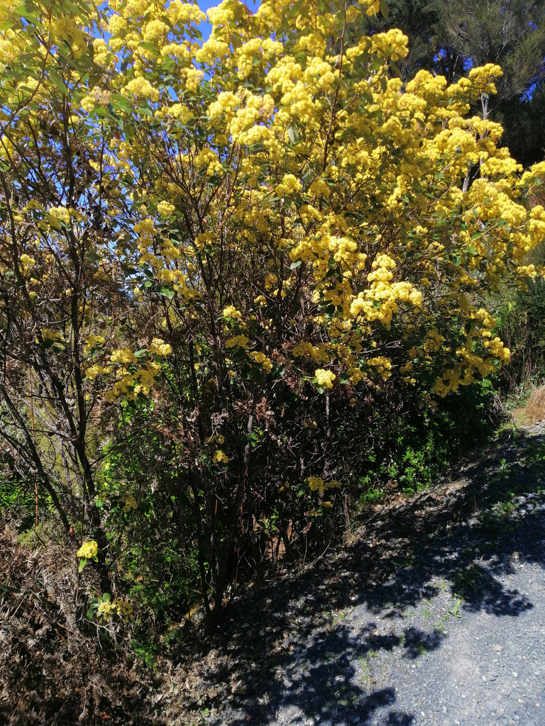 Kumarahou (Pomaderris kumeraho) - Botanical Realm