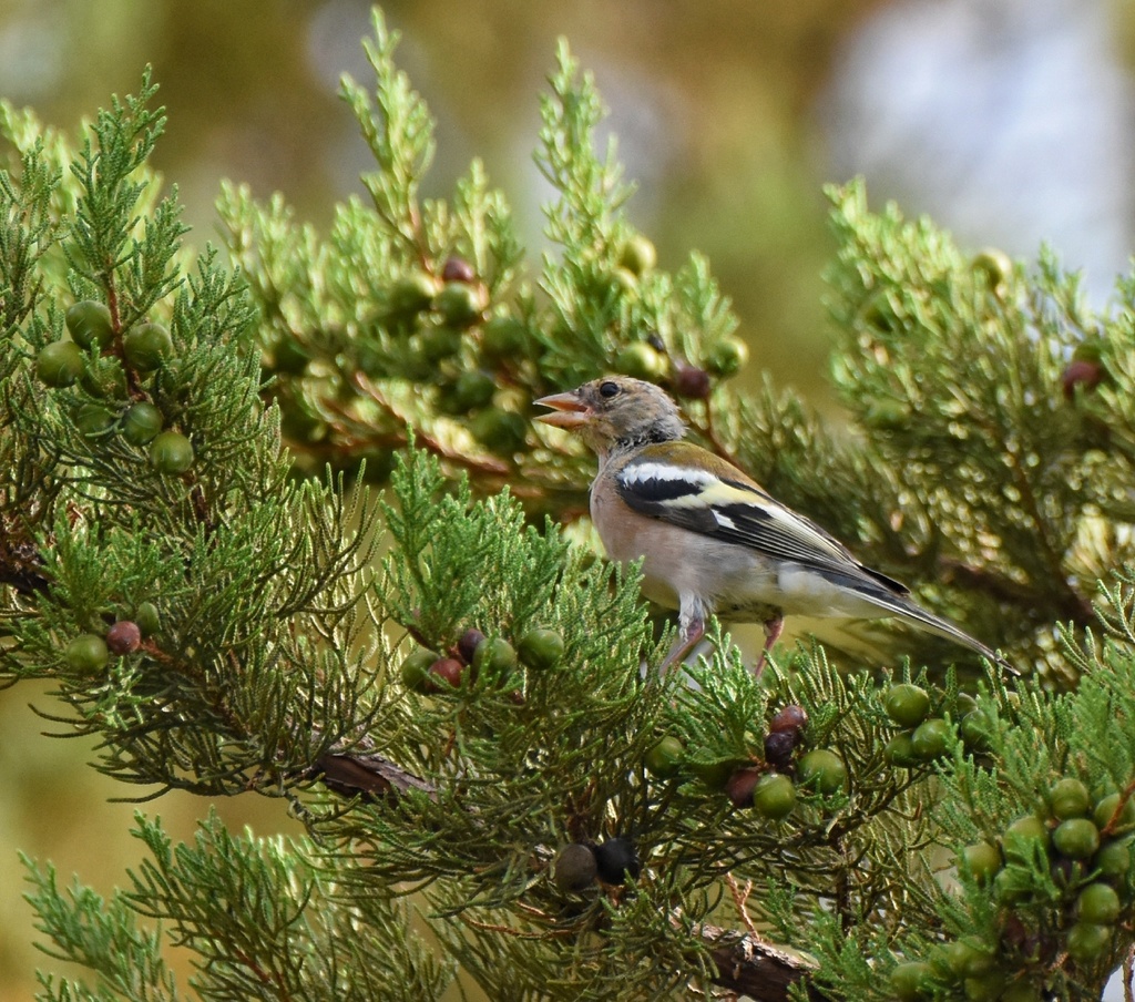 African Chaffinch from فلفلة، الجزائر on September 21, 2019 by Youcef ...