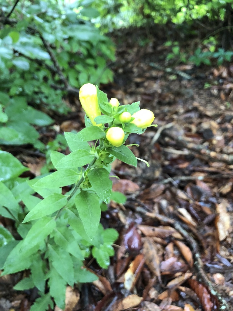downy yellow false foxglove from Germantown, MD, USA on June 16, 2025 ...