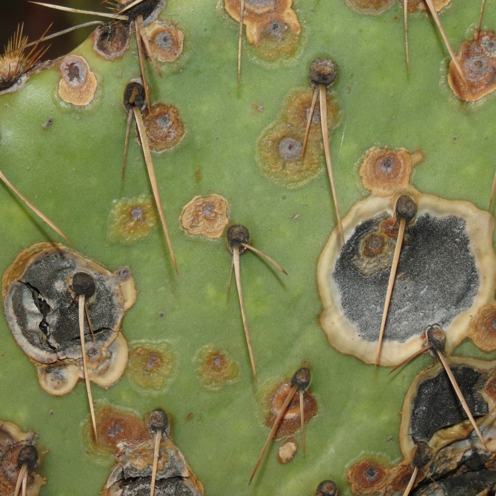 Phyllosticta concava (Fungi of Central Texas) · iNaturalist