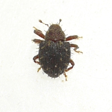 Microhyus setiger from Cross Plains, WI 53528, USA on June 7, 2025 at ...