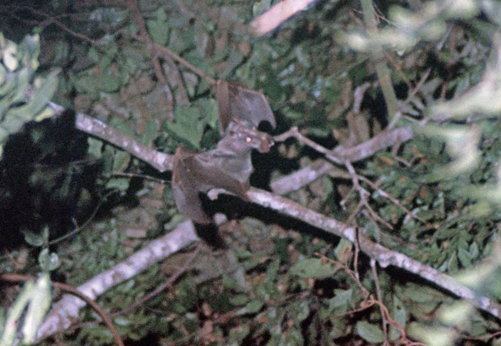 Hammer-headed Fruit Bat from Hypsignathus Lek near Ipassa, Gabon on ...
