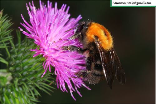 Bombus longipes · NaturaLista Colombia
