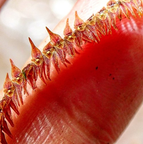 Lepanthopsis hirtzii · iNaturalist