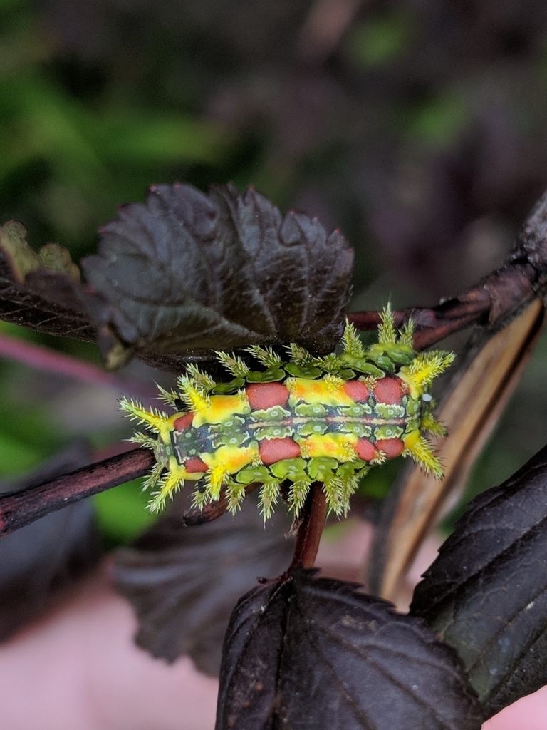 Spiny Oak-slug Moth from Olcott Dr. NB, Hartford, VT 05001, USA on ...