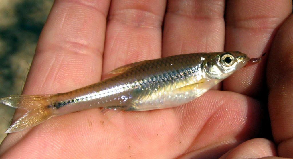 Spottail Shiner from Fairfax County, VA, USA on June 9, 2012 at 02:19 ...
