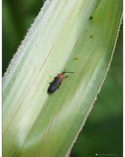 Genus Plesispa · iNaturalist