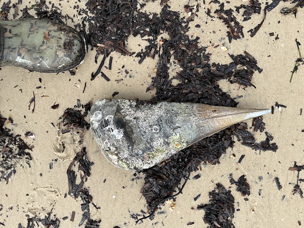 common razor clam from Nepean Bay, Nepean Bay, SA, AU on June 17, 2025 ...